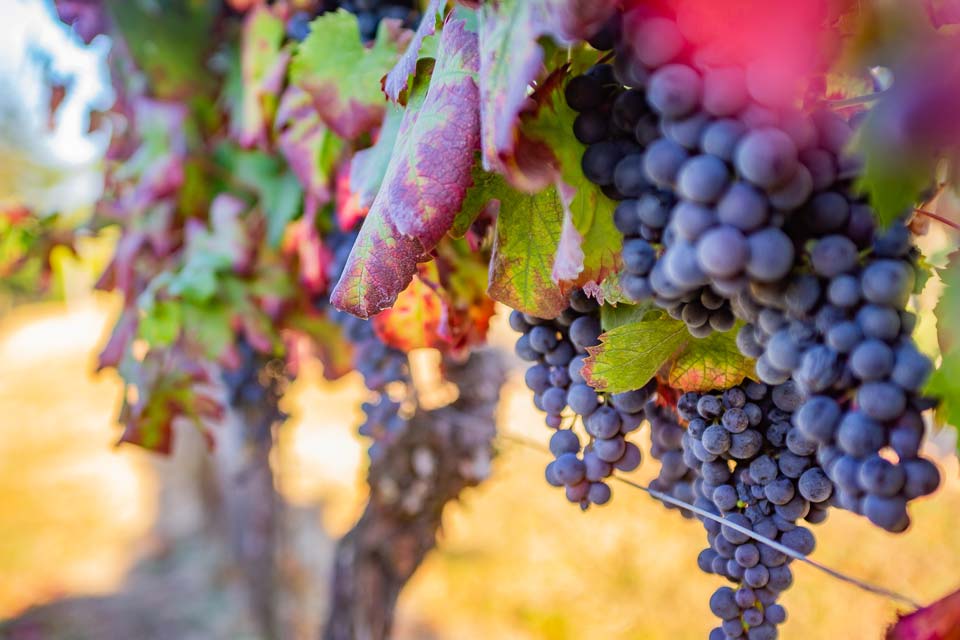 Nebbiolo: vitigno, vini e caratteristiche uniche